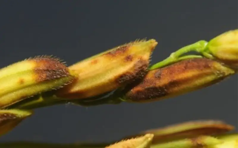 Lem lép hạt lúa: Nguyên nhân và thuốc đặc trị lem lép hạt lúa