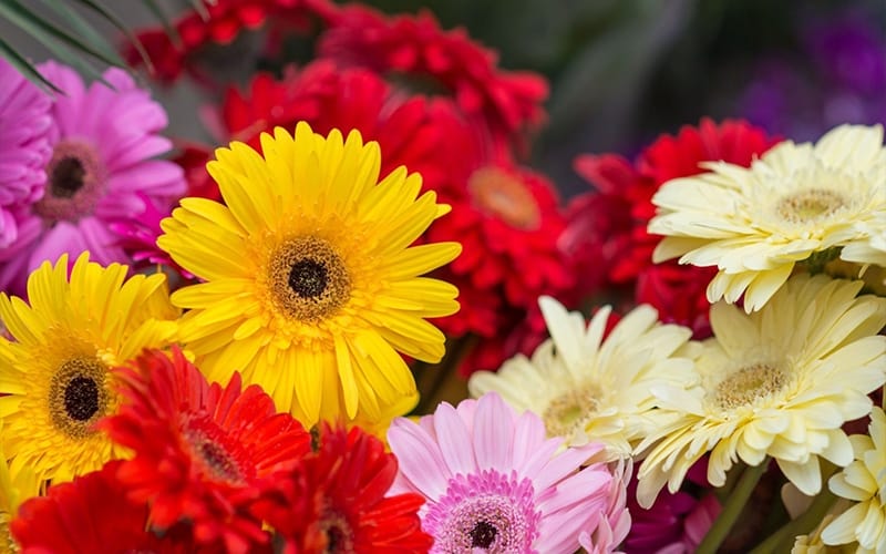 Hướng dẫn cách trồng hoa đồng tiền ra nhiều hoa