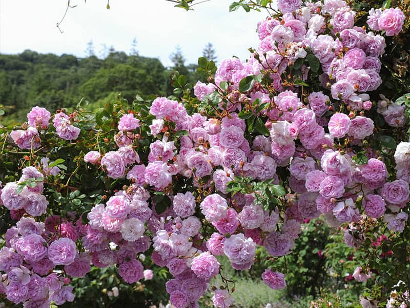 Cách chăm sóc và cách trồng hoa hồng leo tường vi trĩu bông