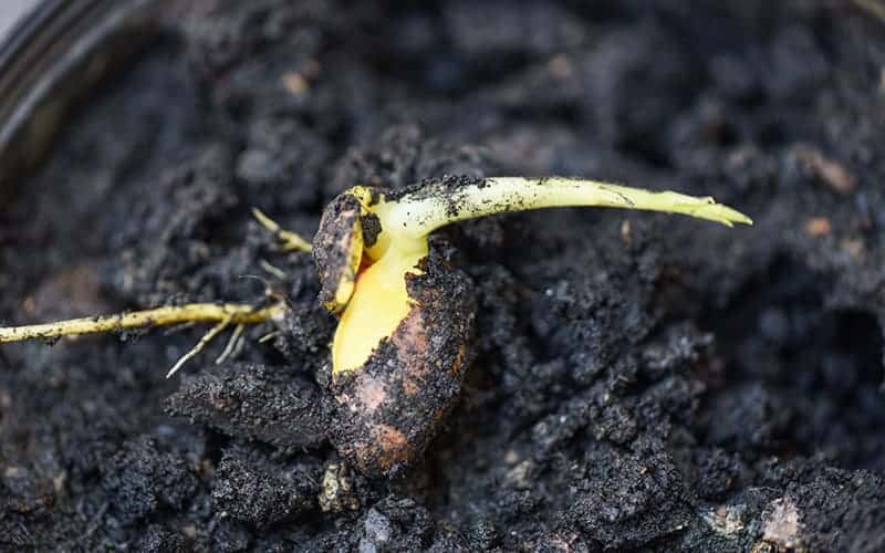 Cách trồng mít bằng hạt tại nhà đơn giản dễ làm