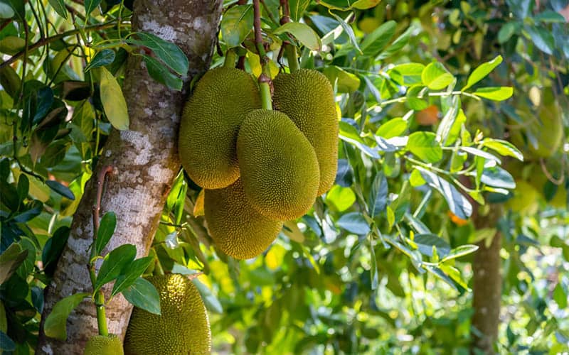 Trồng mít bằng hạt bao lâu có quả? Chi tiết cách trồng mít bằng hạt