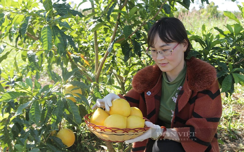 Vú sữa Hoàng Kim trồng bao lâu cho trái? Kỹ thuật trồng cây