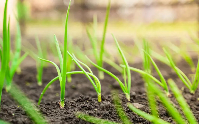 Hướng dẫn kỹ thuật trồng hành lá chi tiết nhất