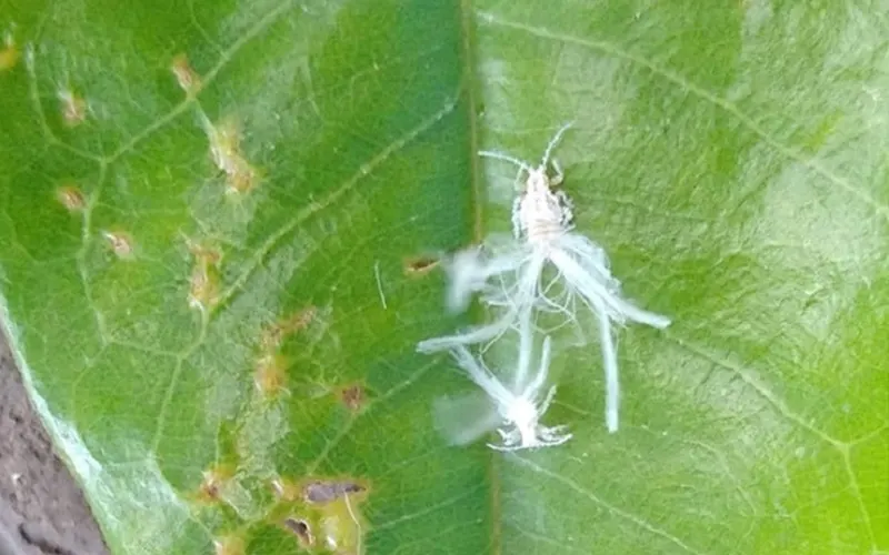 Rầy nhảy hại sầu riêng và cách phòng trị hiệu quả