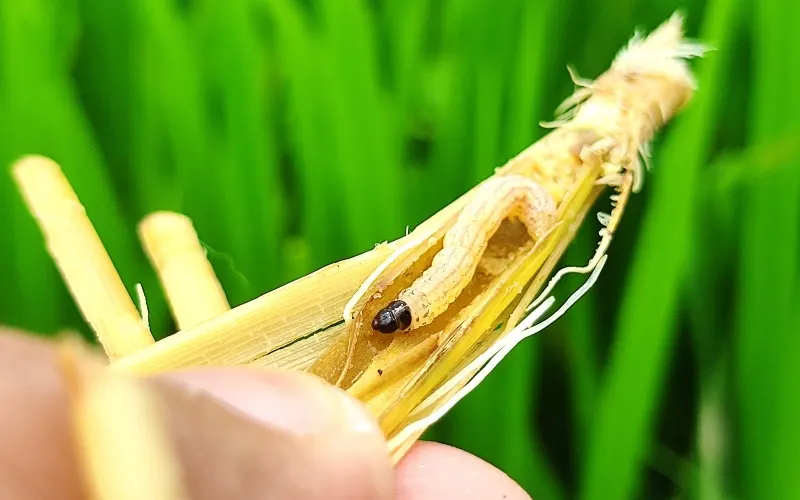 Cách phòng trừ sâu đục thân hại lúa mang lại hiệu quả cao