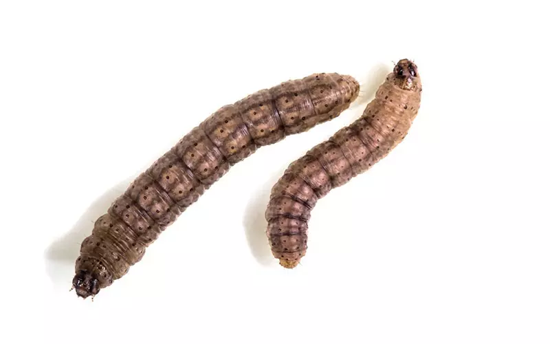 Sâu xám hại cây trồng & Cách đặc trị dứt điểm